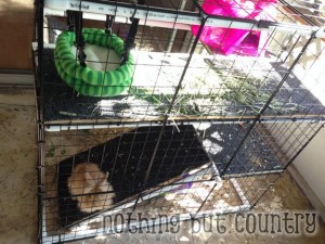 DIY Rabbit / Bunny Cage for cheap | Nothing But Country